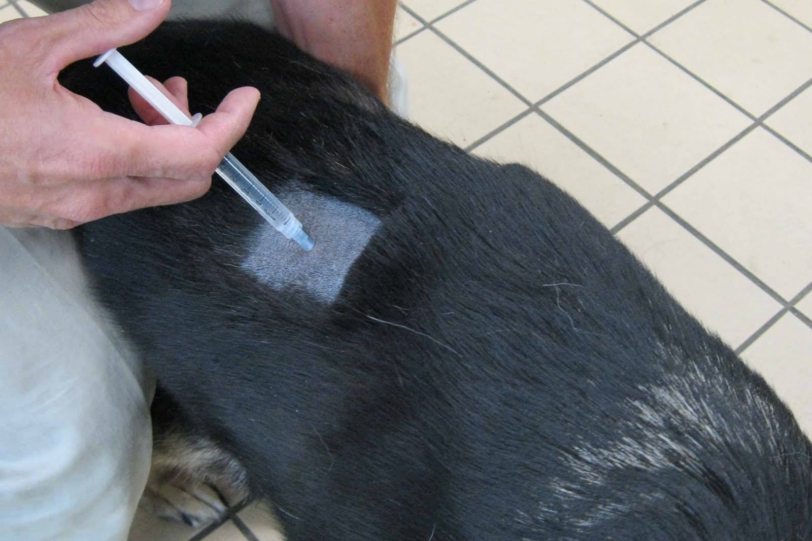 Heartworm Prevention: Is It Necessary? | Pets First Choice