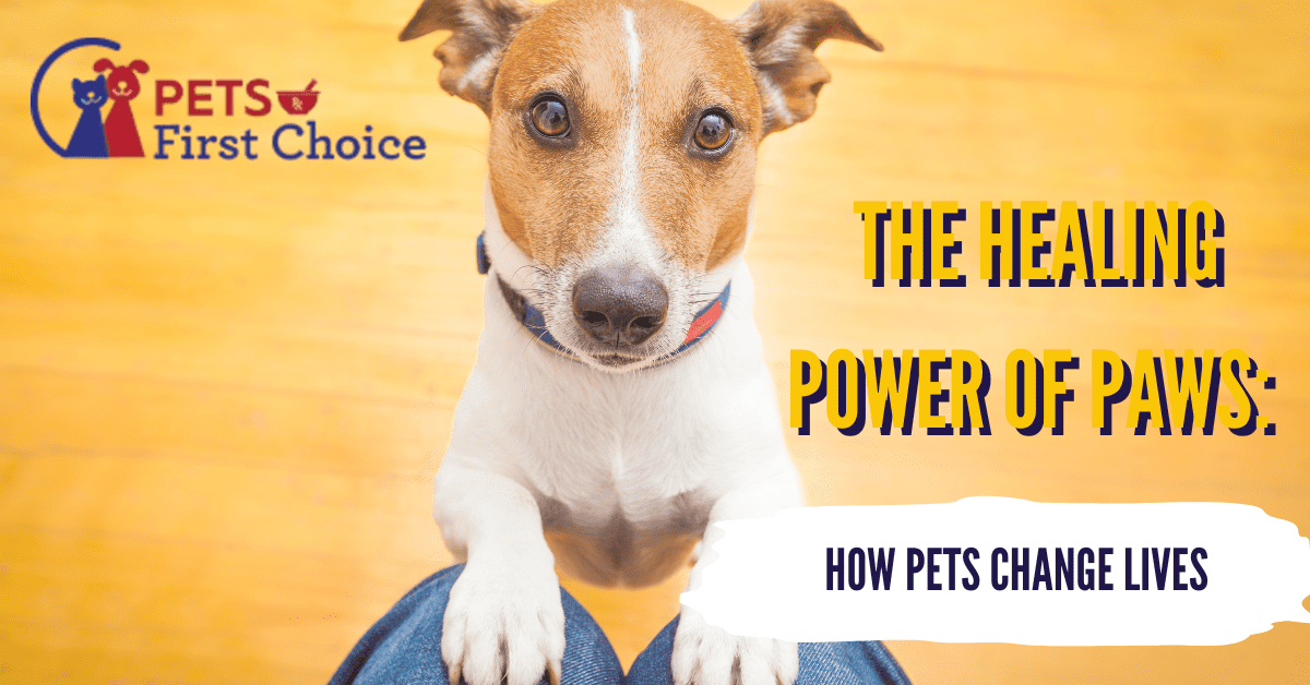The Healing Power of Paws: How Pets Change Lives | Pets First Choice