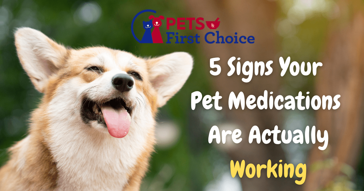 5 Signs Your Pet Medications Are Actually Working | Pets First Choice