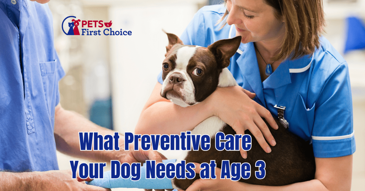 What Preventive Care Your Dog Needs at Age 3 (Before Problems Start ...